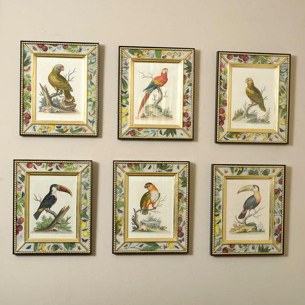 6 Mid 18th Century Engravings of Exotic Parrots with Original Hand Col - Anthony Outred